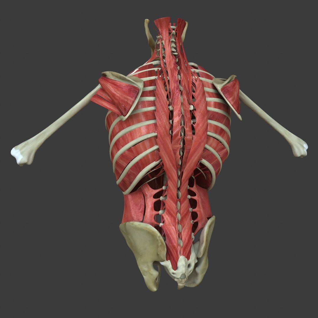 muscles torso medical edition 3d ma