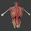 Muscles Torso Medical Edition 3d Ma