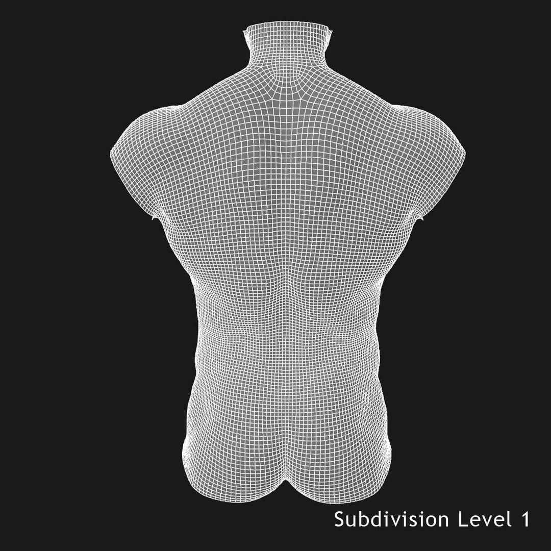 Muscles Torso Medical Edition 3d Ma
