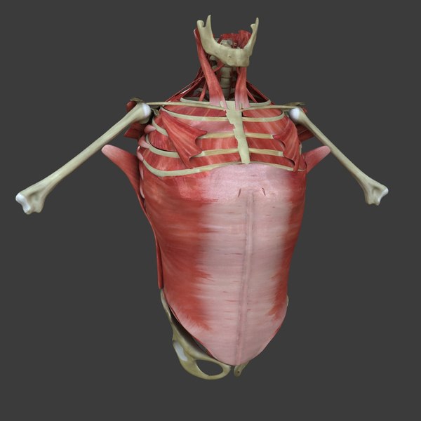 muscles torso medical edition 3d ma