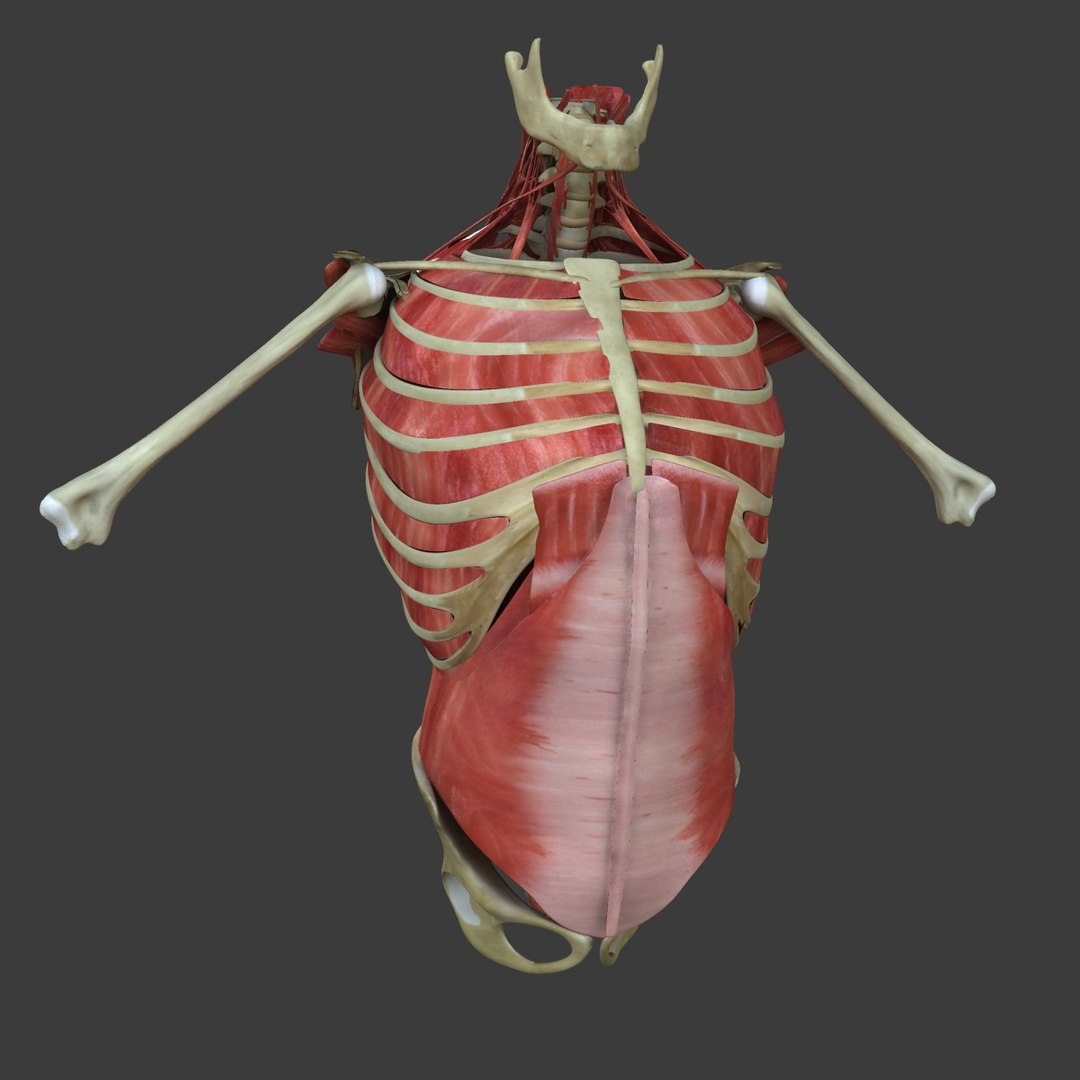 muscles torso medical edition 3d ma