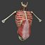 Muscles Torso Medical Edition 3d Ma