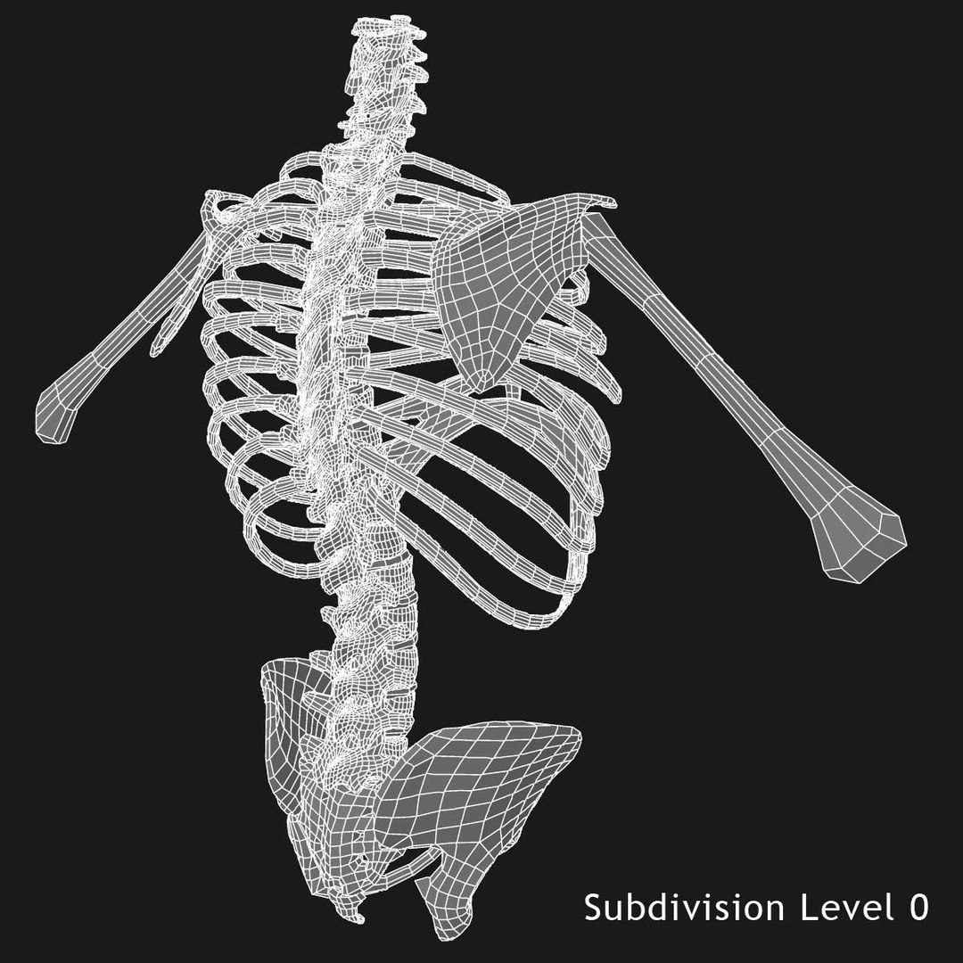 Muscles Torso Medical Edition 3d Ma