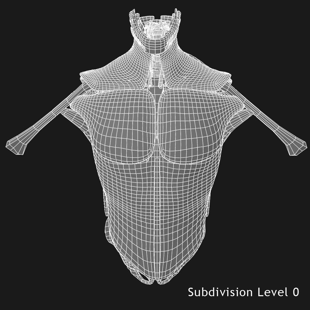 Muscles Torso Medical Edition 3d Ma