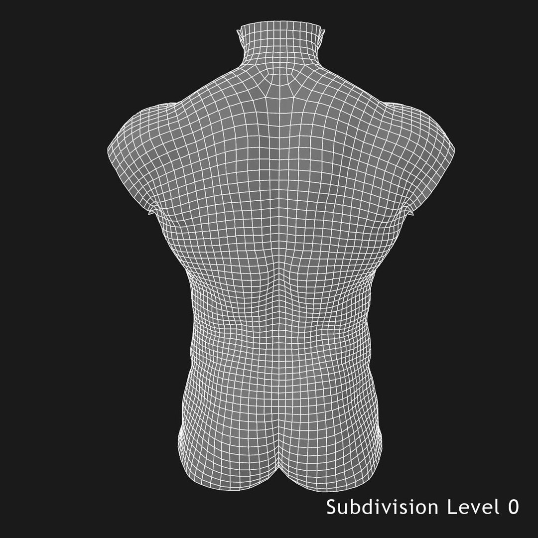 Muscles Torso Medical Edition 3d Ma