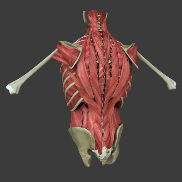 muscles torso medical edition 3d ma