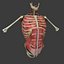 Muscles Torso Medical Edition 3d Ma