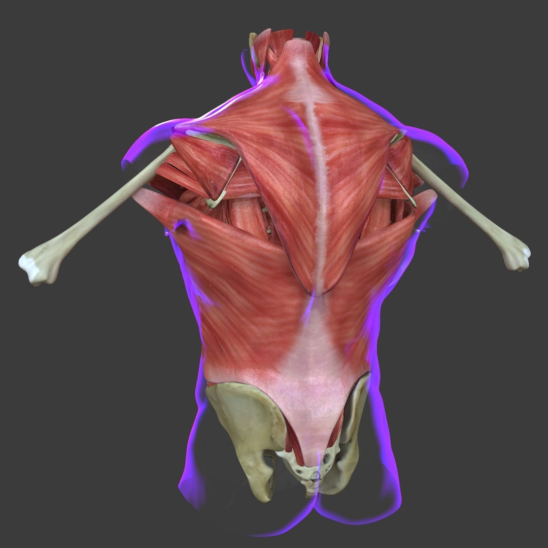 muscles torso medical edition 3d ma
