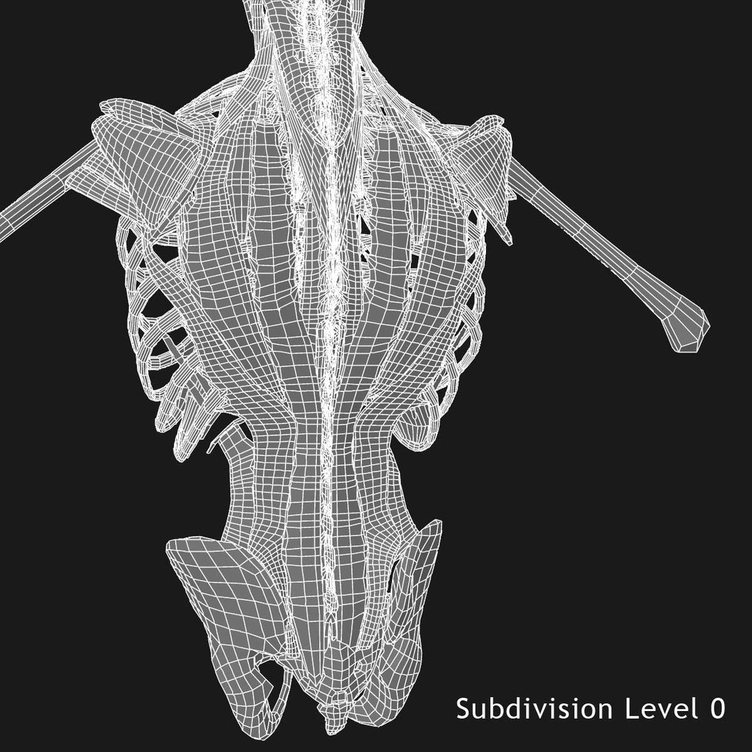 Muscles Torso Medical Edition 3d Ma