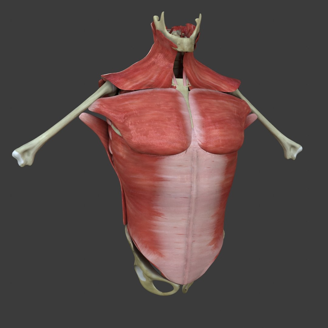 muscles torso medical edition 3d ma
