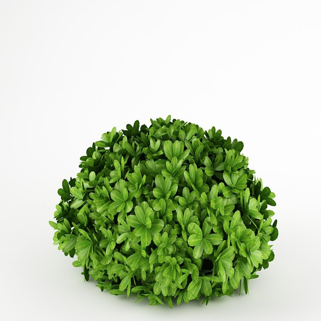 Bush 3d Max