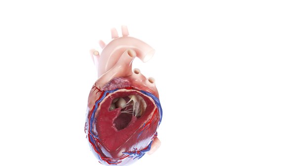 Human Heart Collection Animated 3D 모델 - TurboSquid 2095863