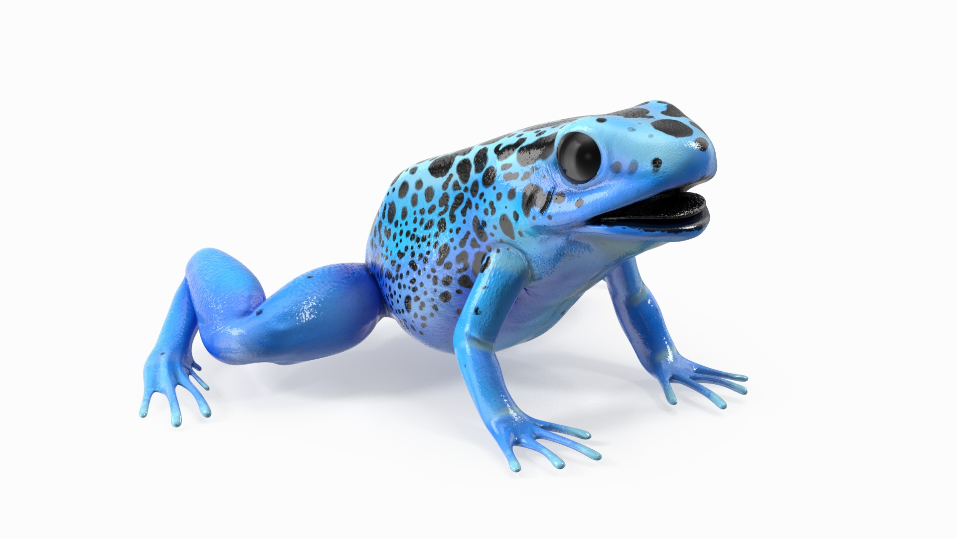 Blue Poison Arrow Frog Rigged 3D Model - TurboSquid 2185790