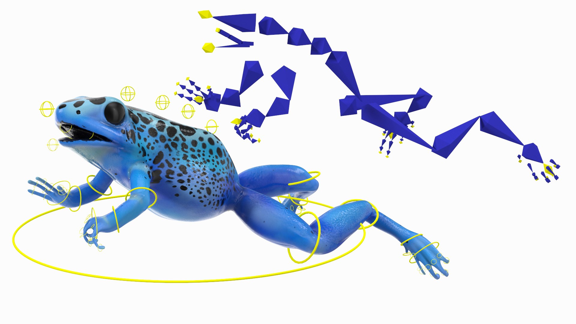Blue Poison Arrow Frog Rigged 3D Model - TurboSquid 2185790
