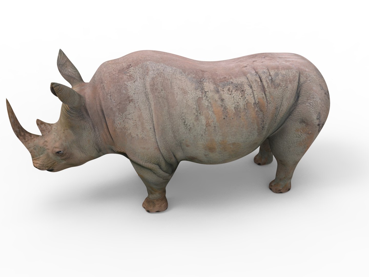 Realistic Rhino Rigged 3D Model - TurboSquid 1268914