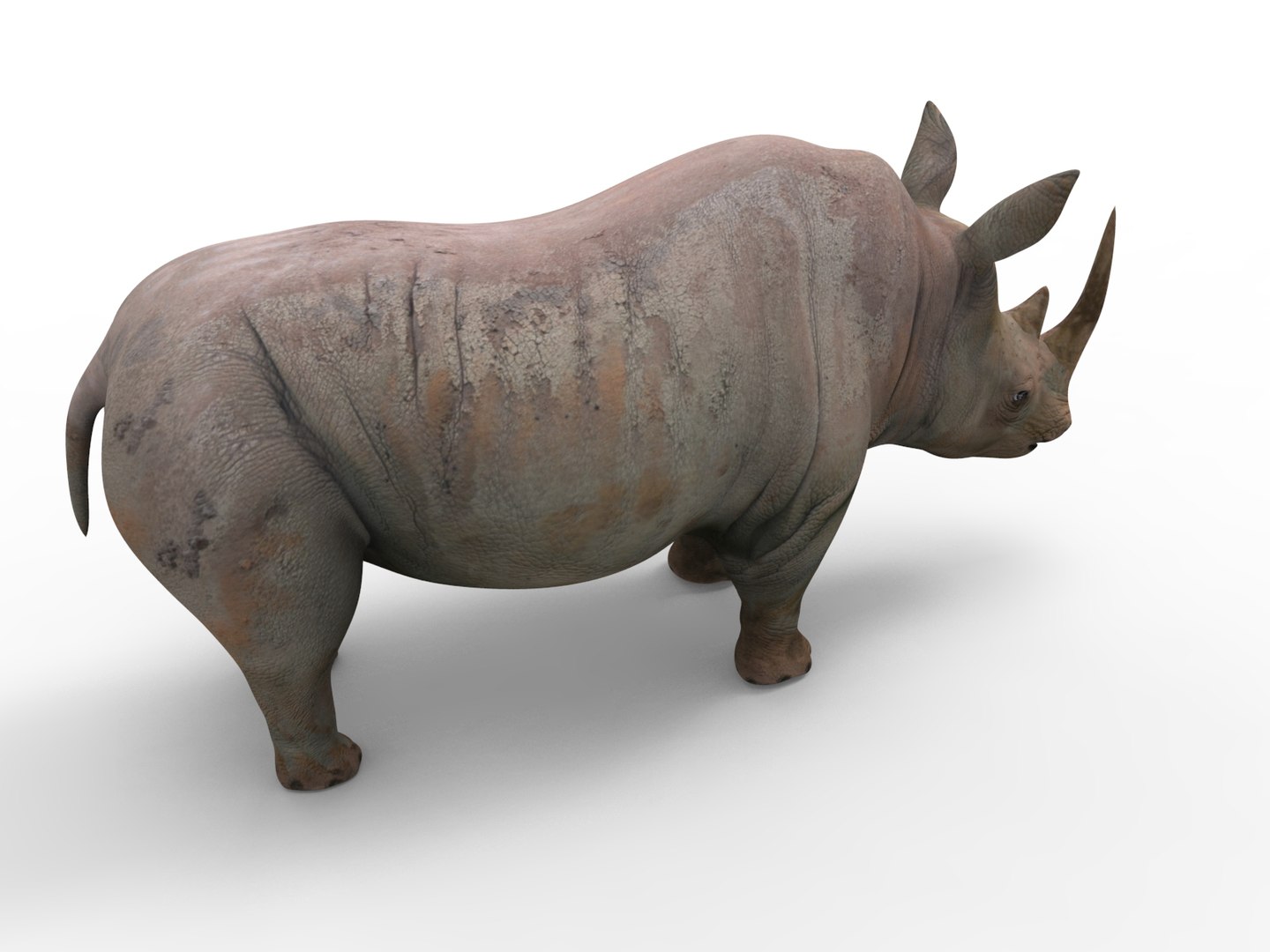 Realistic Rhino Rigged 3D Model - TurboSquid 1268914