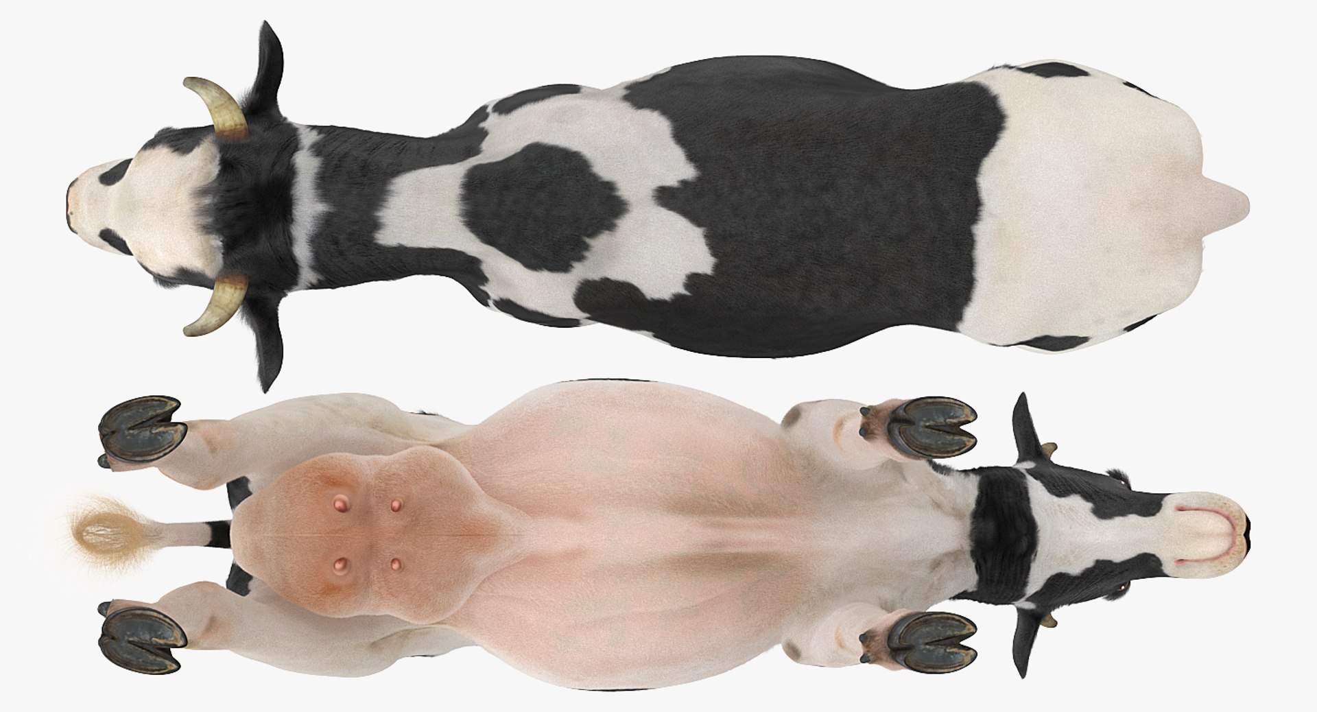 Cow Farm Animal 3D Model - TurboSquid 1565249