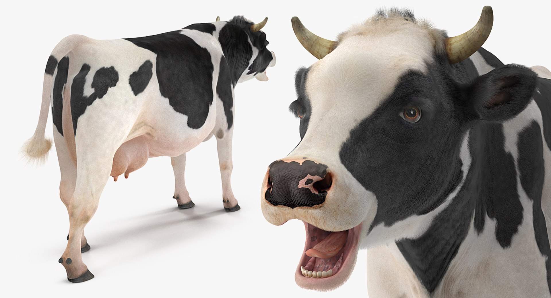 Cow Farm Animal 3D Model - TurboSquid 1565249