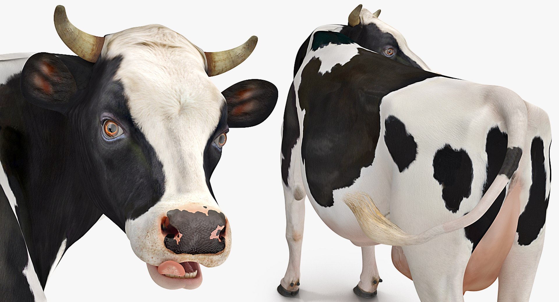 Cow farm animal 3D model - TurboSquid 1565249