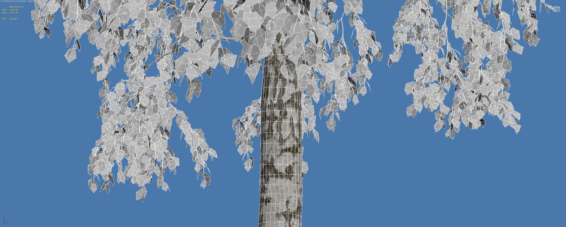3D Natural Birch 2 - 16meters - TurboSquid 1748643