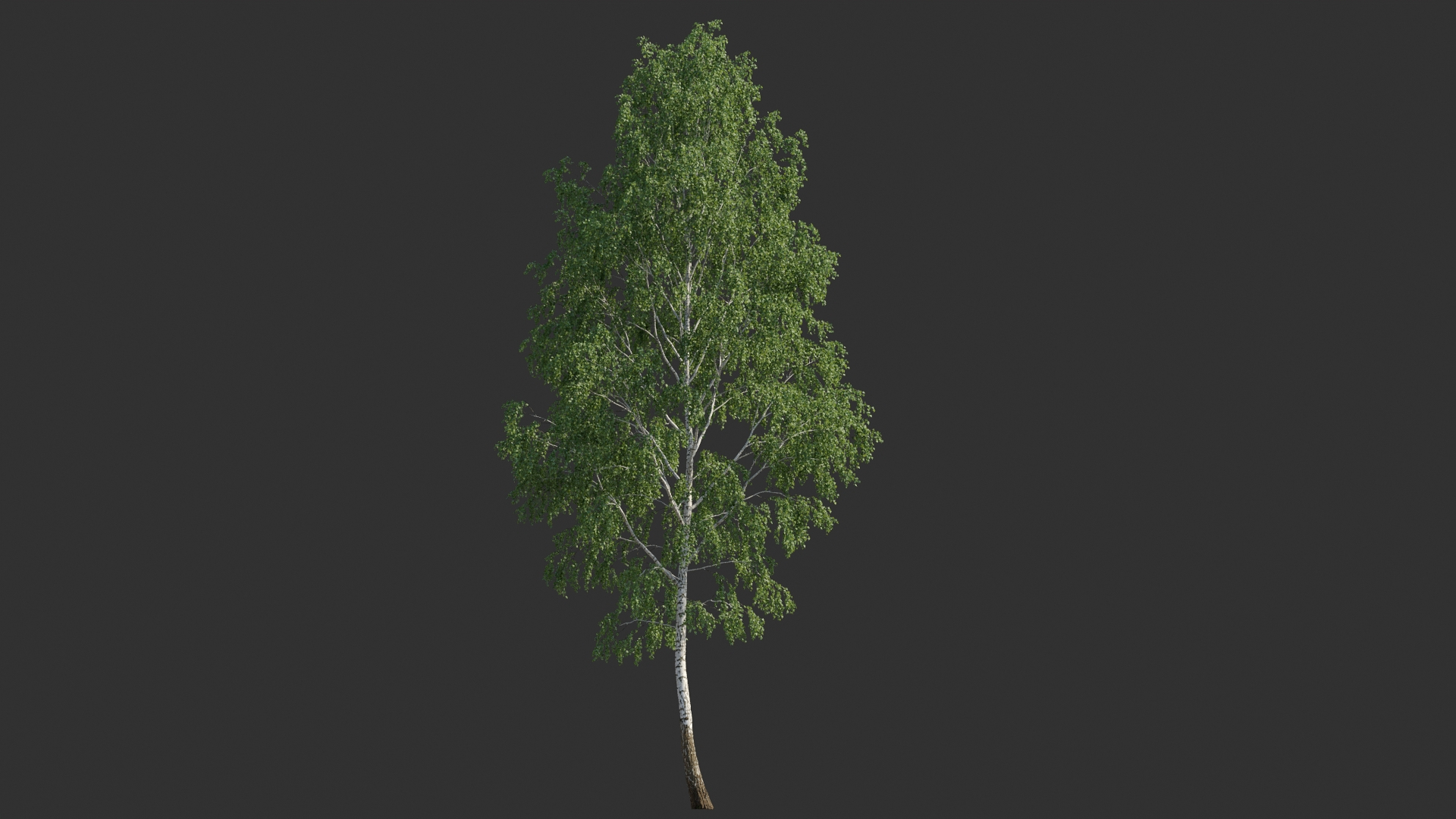 3D Natural Birch 2 - 16meters - TurboSquid 1748643