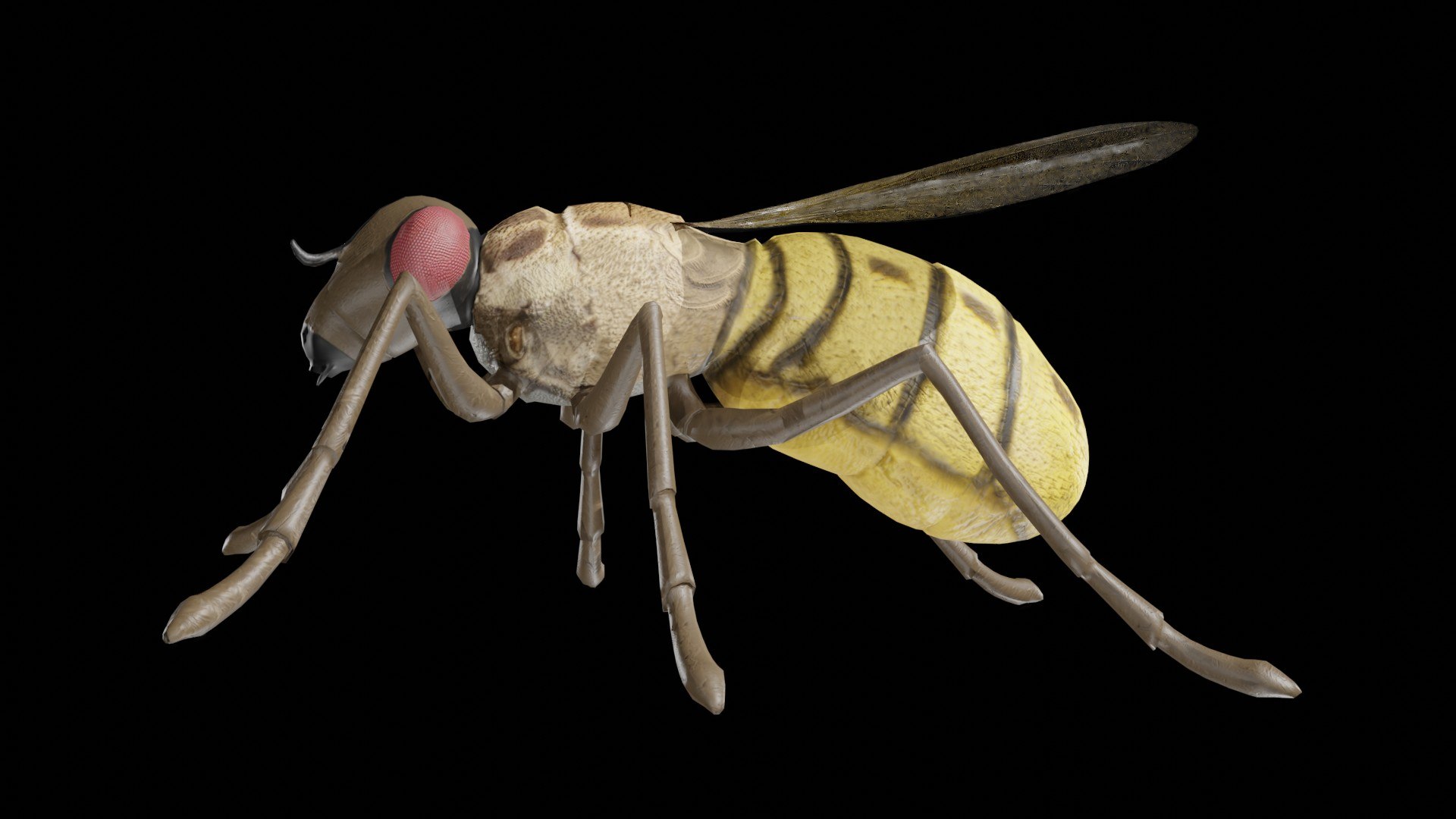 3D Housefly Insect Rigged - TurboSquid 1667418