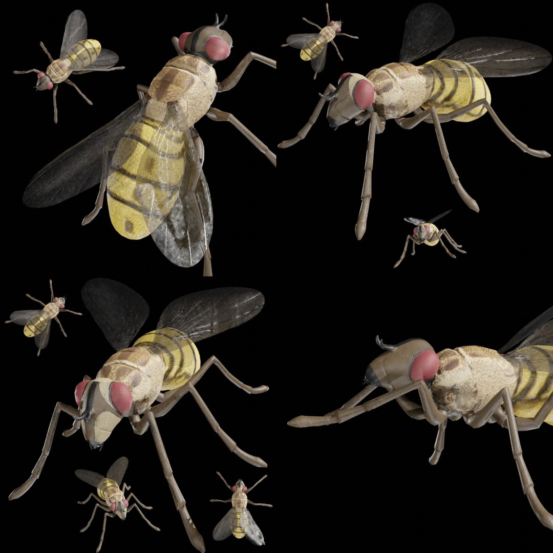 3D Housefly Insect Rigged - TurboSquid 1667418