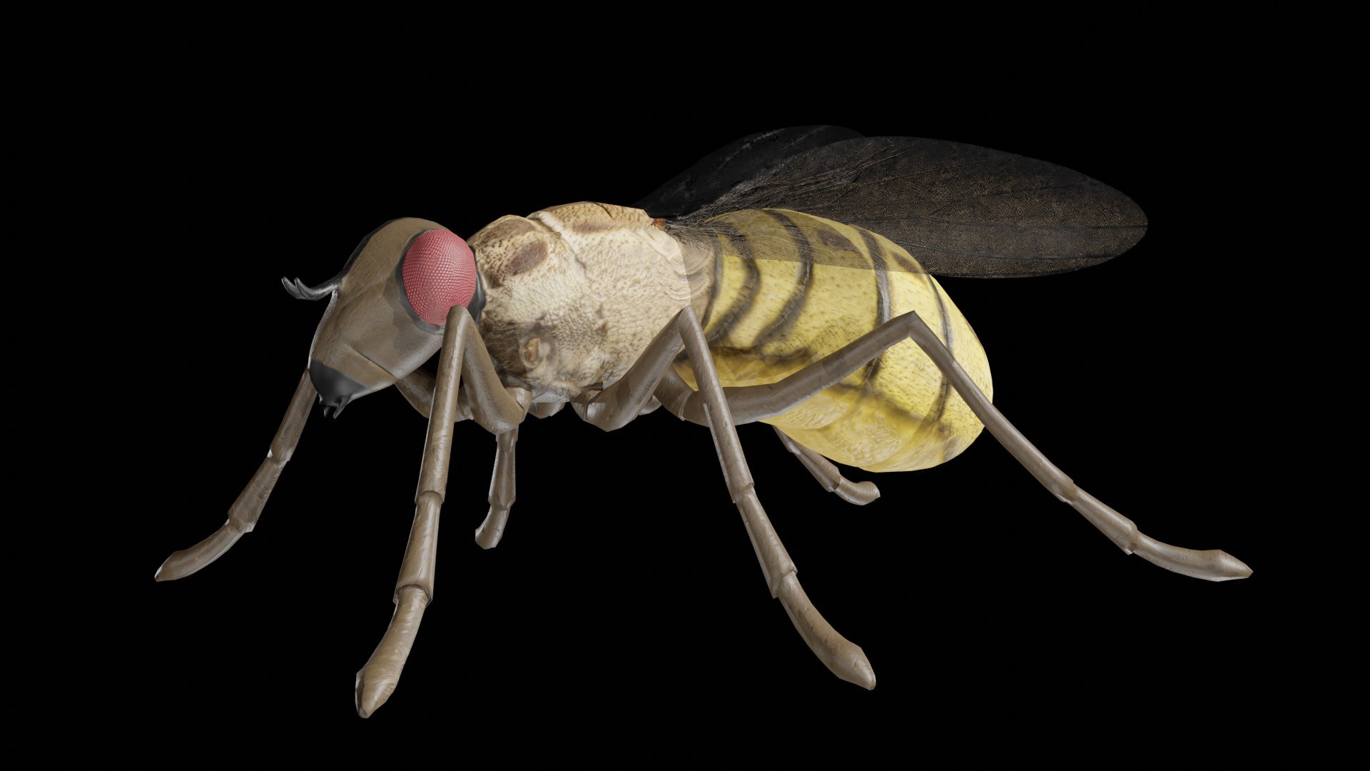 3D housefly insect rigged - TurboSquid 1667418