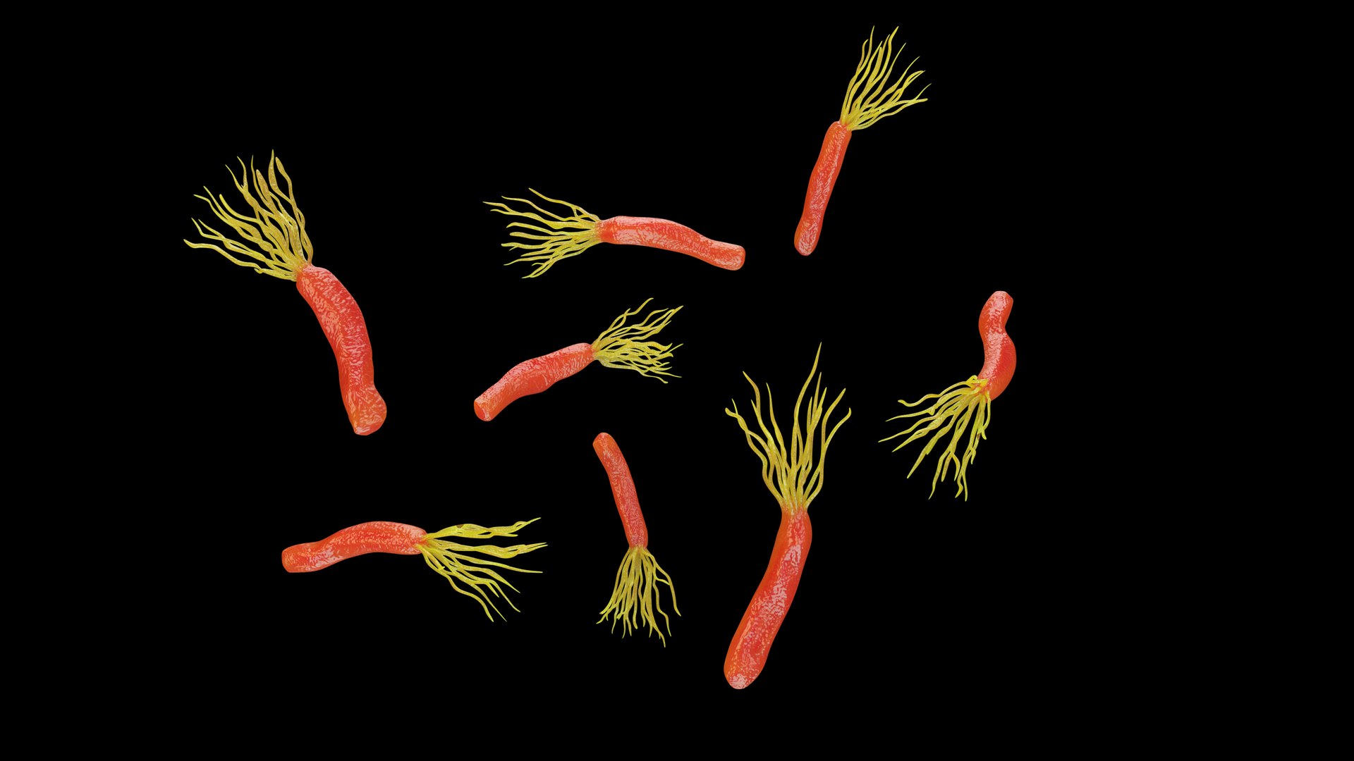 3D Helicobacter - TurboSquid 2213946