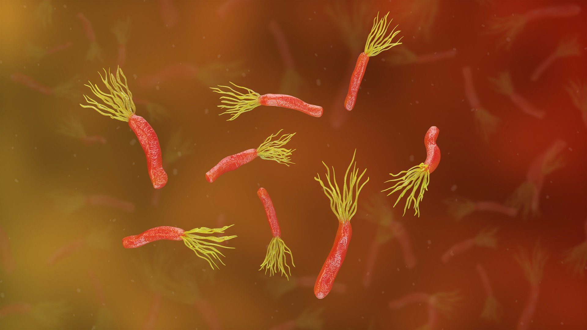 3D Helicobacter - TurboSquid 2213946