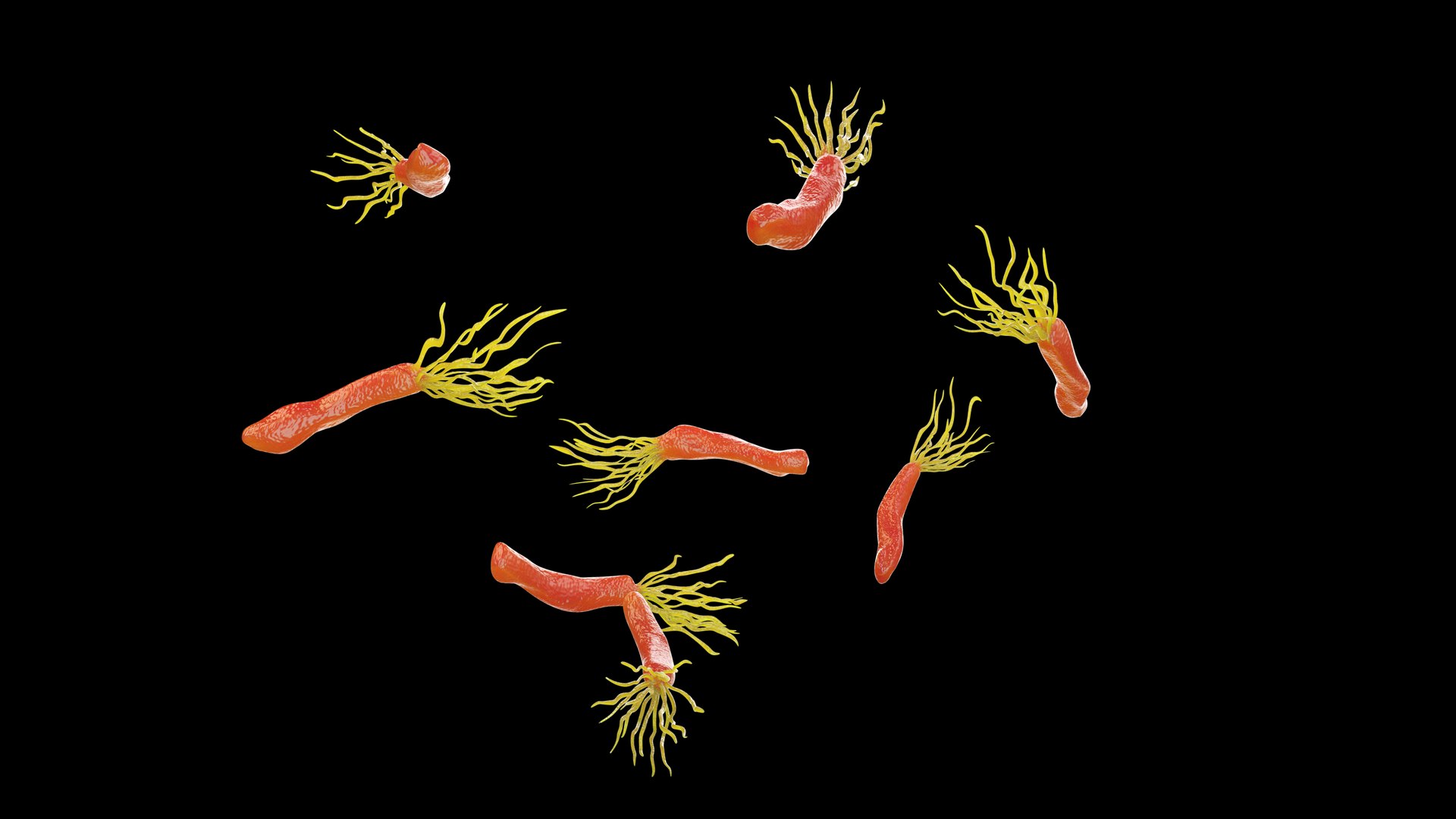 3D Helicobacter - TurboSquid 2213946