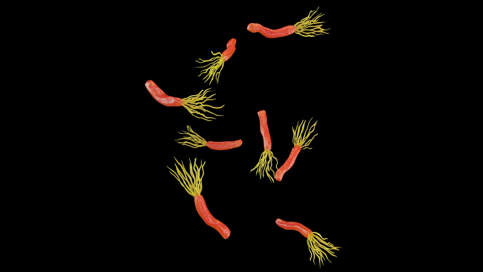 3D Helicobacter - TurboSquid 2213946