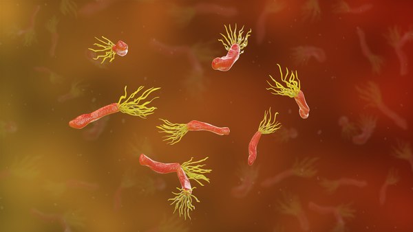 modelo 3d Helicobacter - TurboSquid 2213946