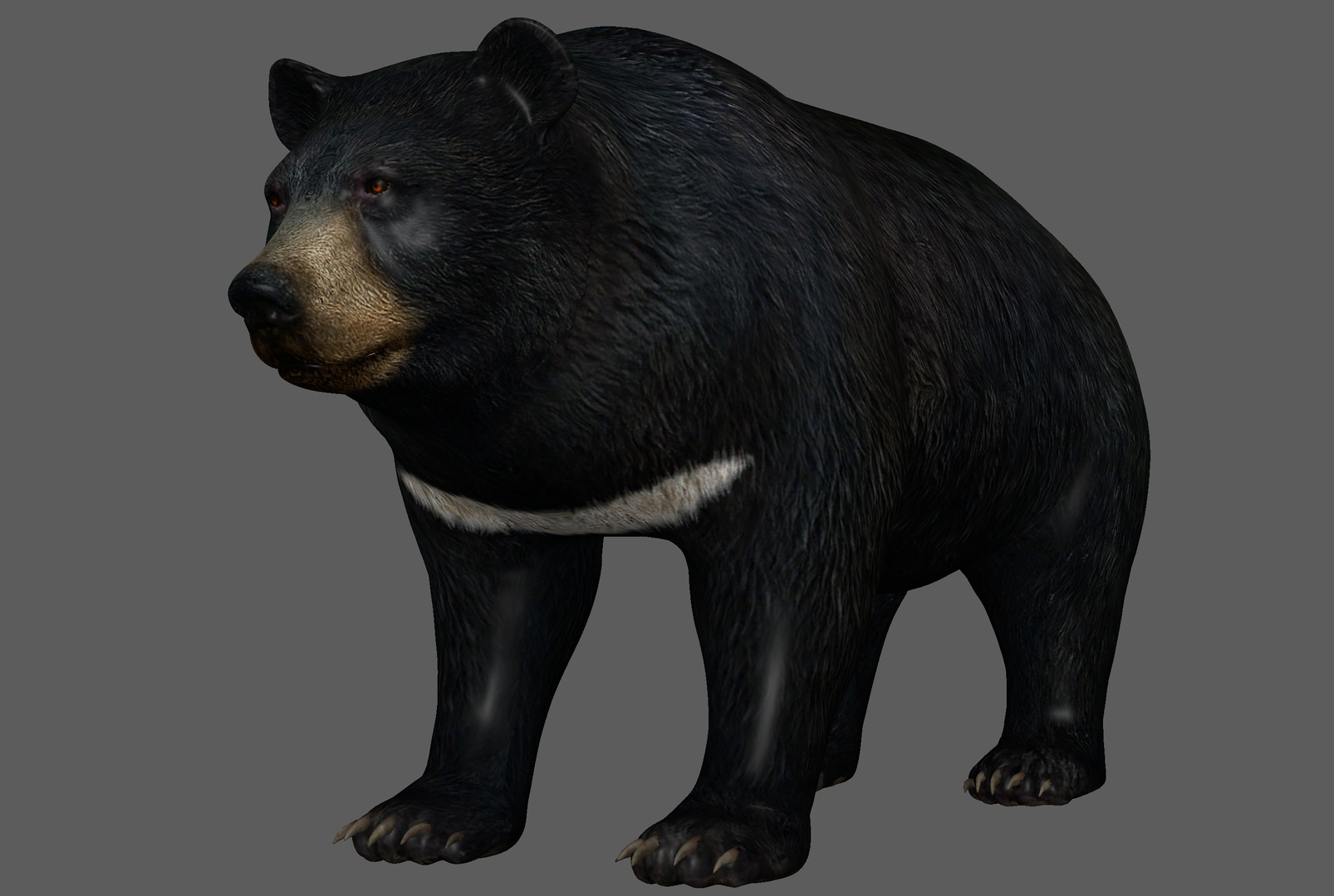 3D Black Bear model - TurboSquid 1832316