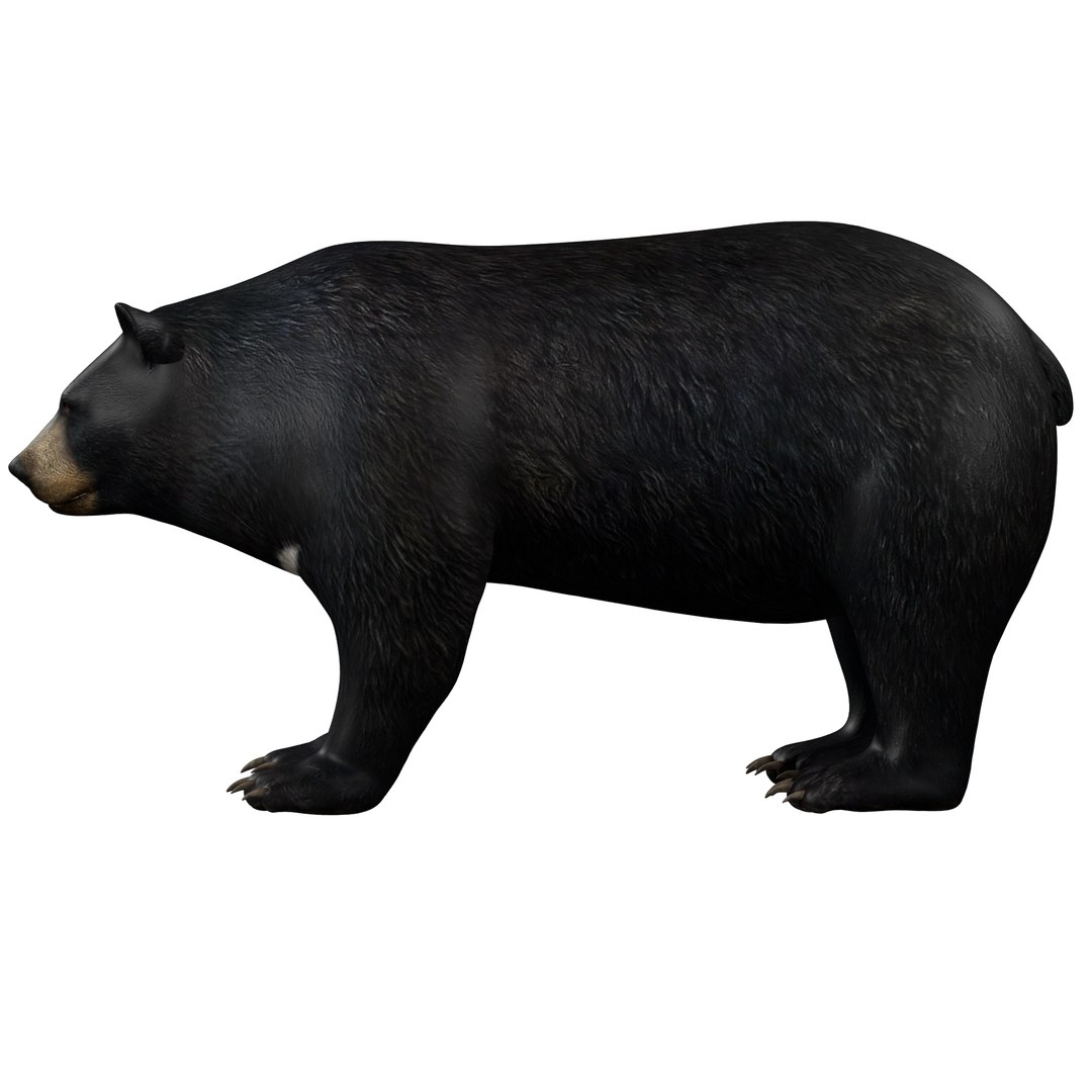 3D Black Bear Model - TurboSquid 1832316