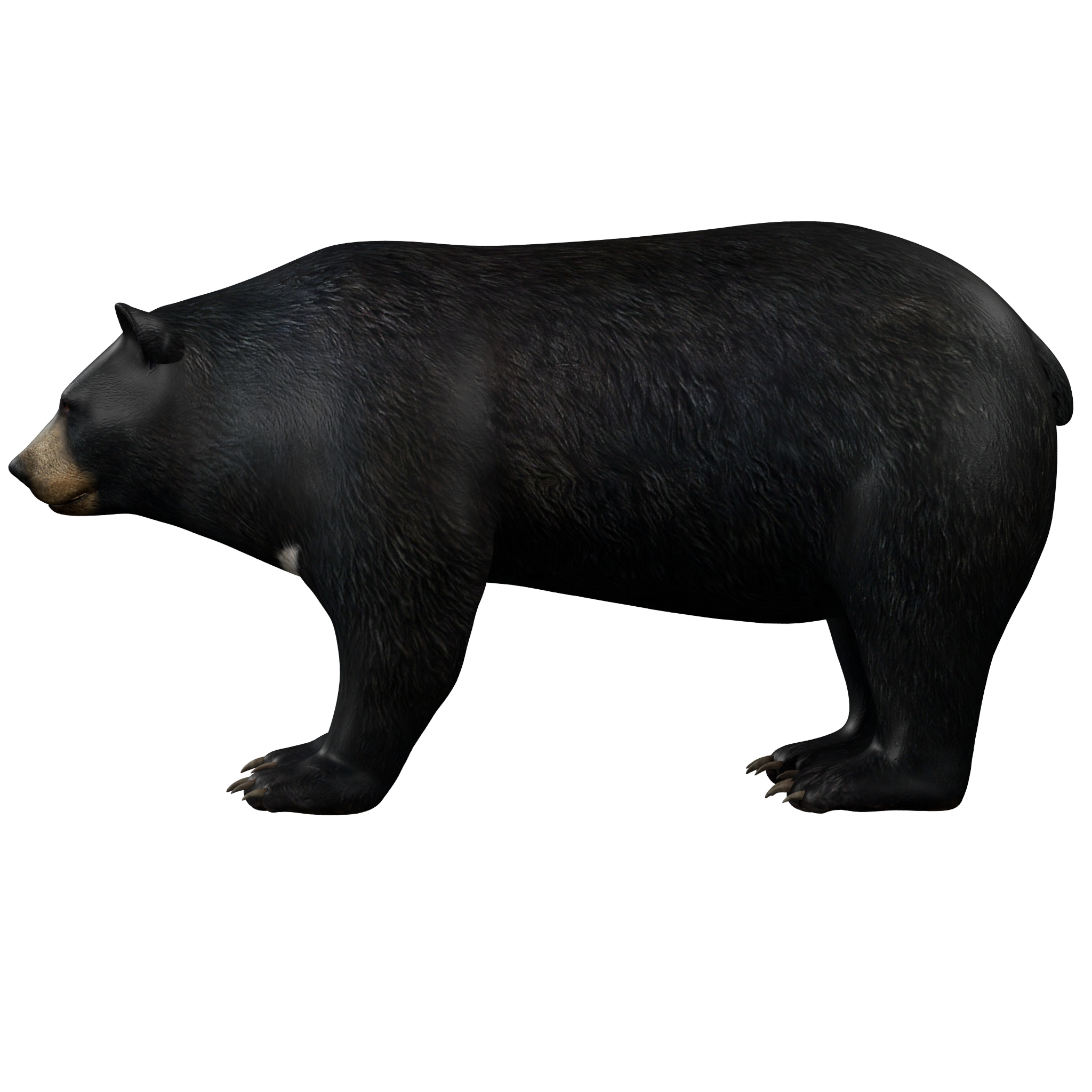 3D Black Bear model - TurboSquid 1832316