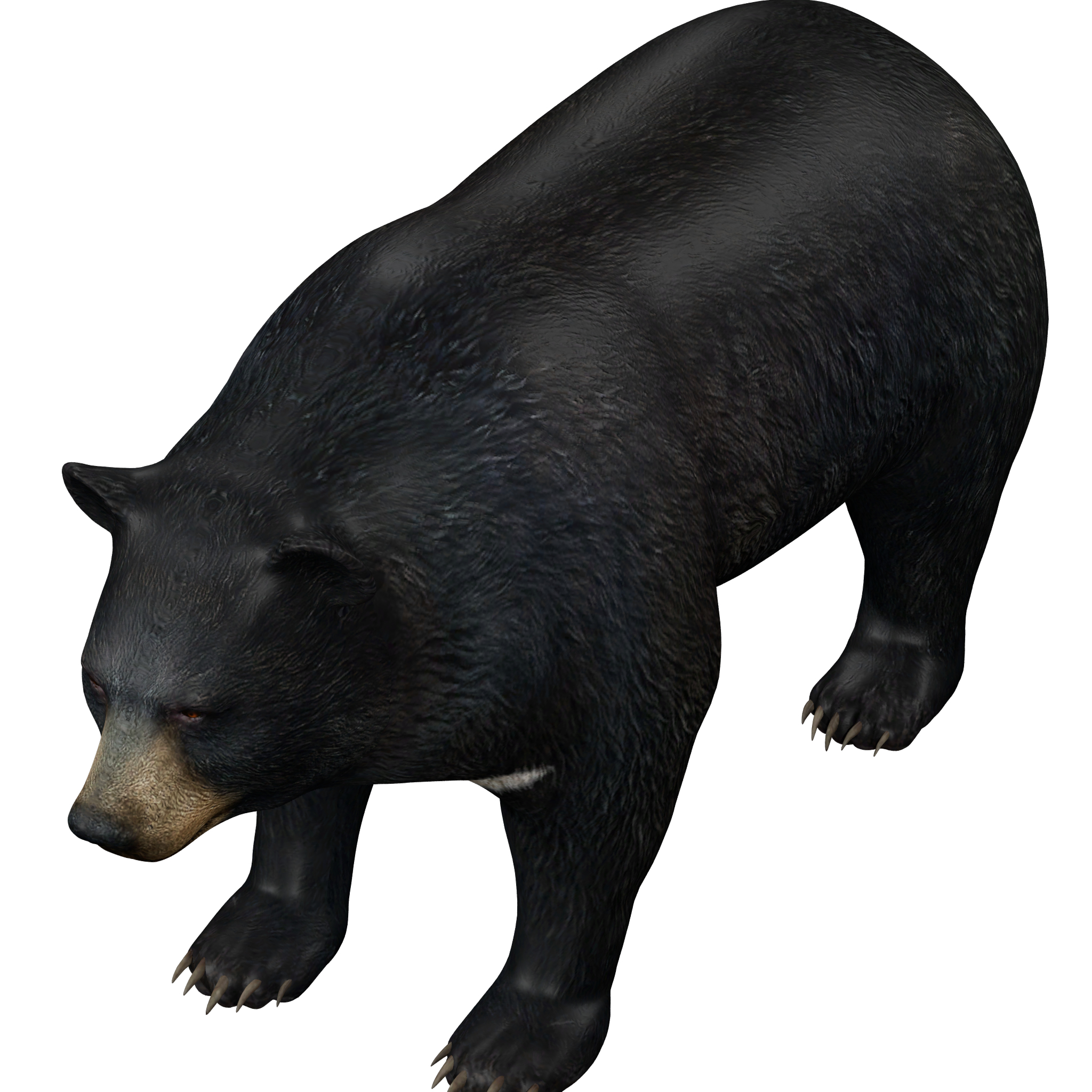 3D Black Bear model - TurboSquid 1832316