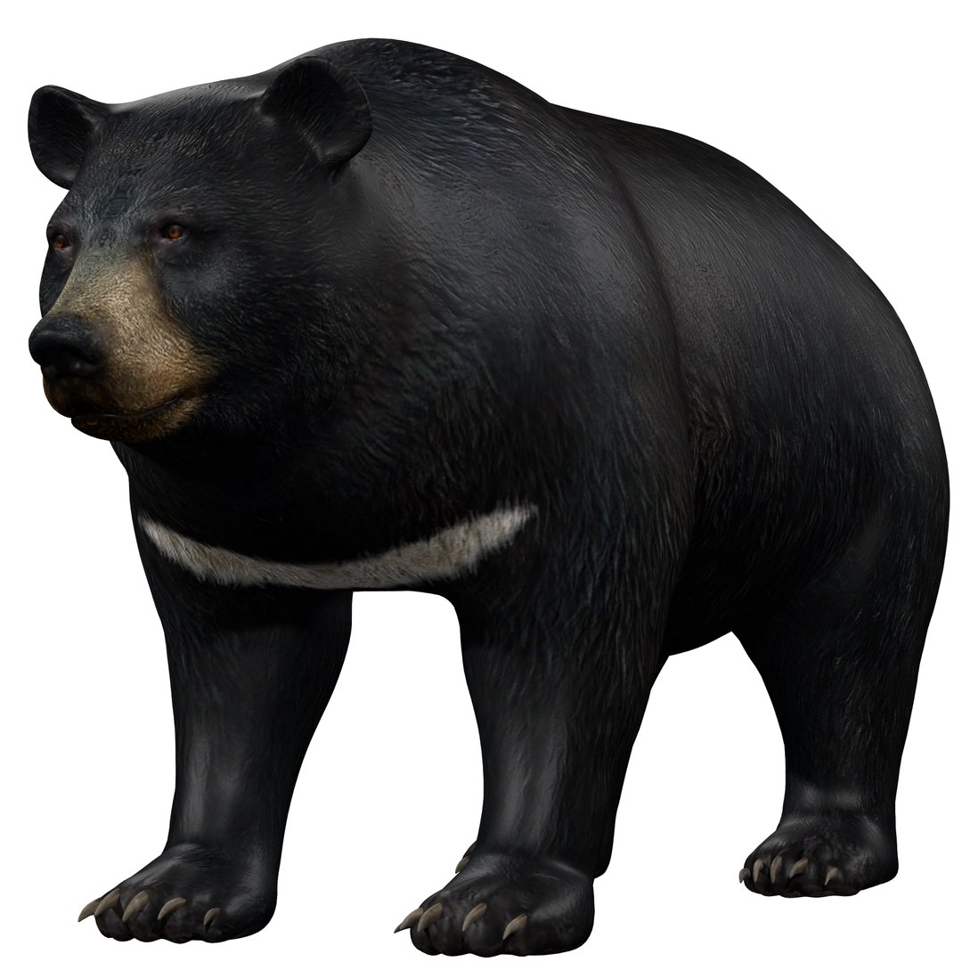 3D Black Bear Model - TurboSquid 1832316