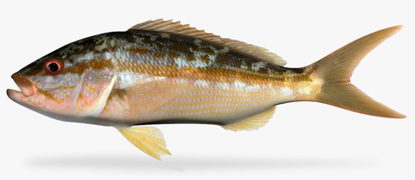 modelo 3d Pargo cola amarilla - TurboSquid 963613