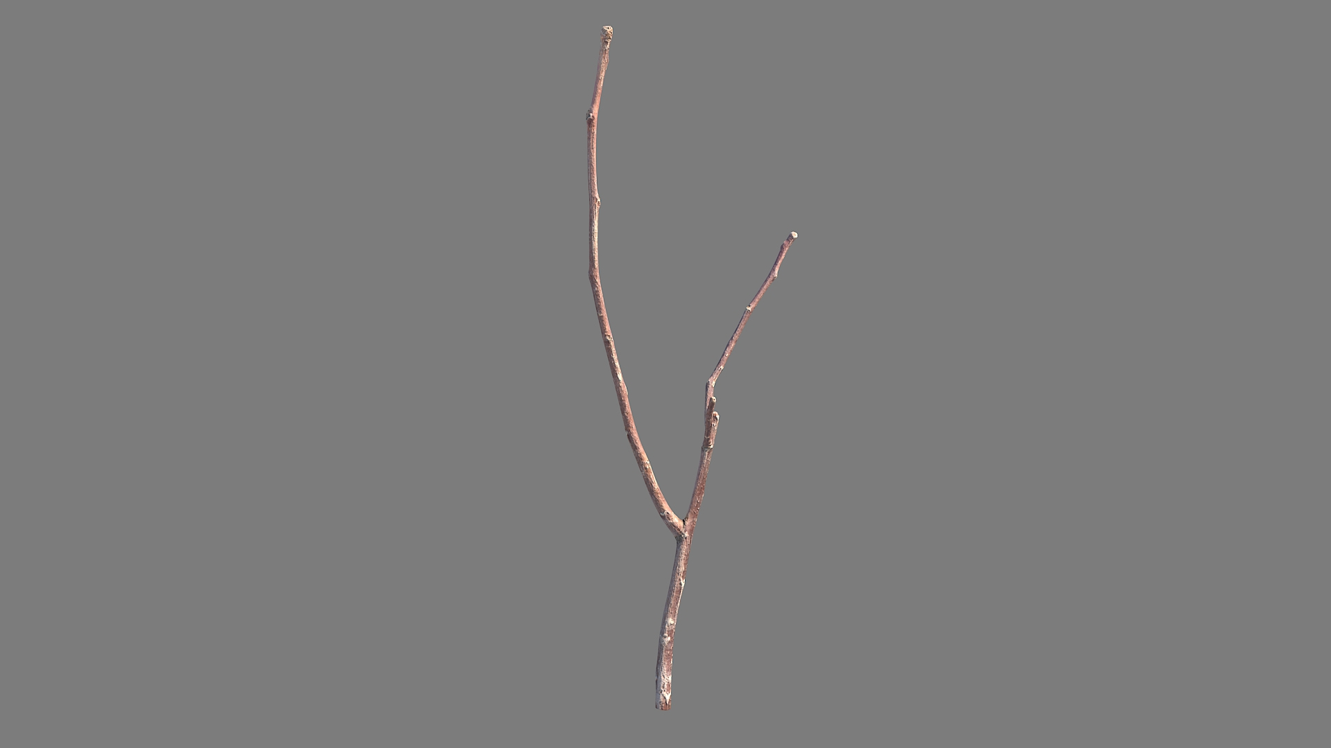 Twig Scanned 22 3D Model - TurboSquid 2088535