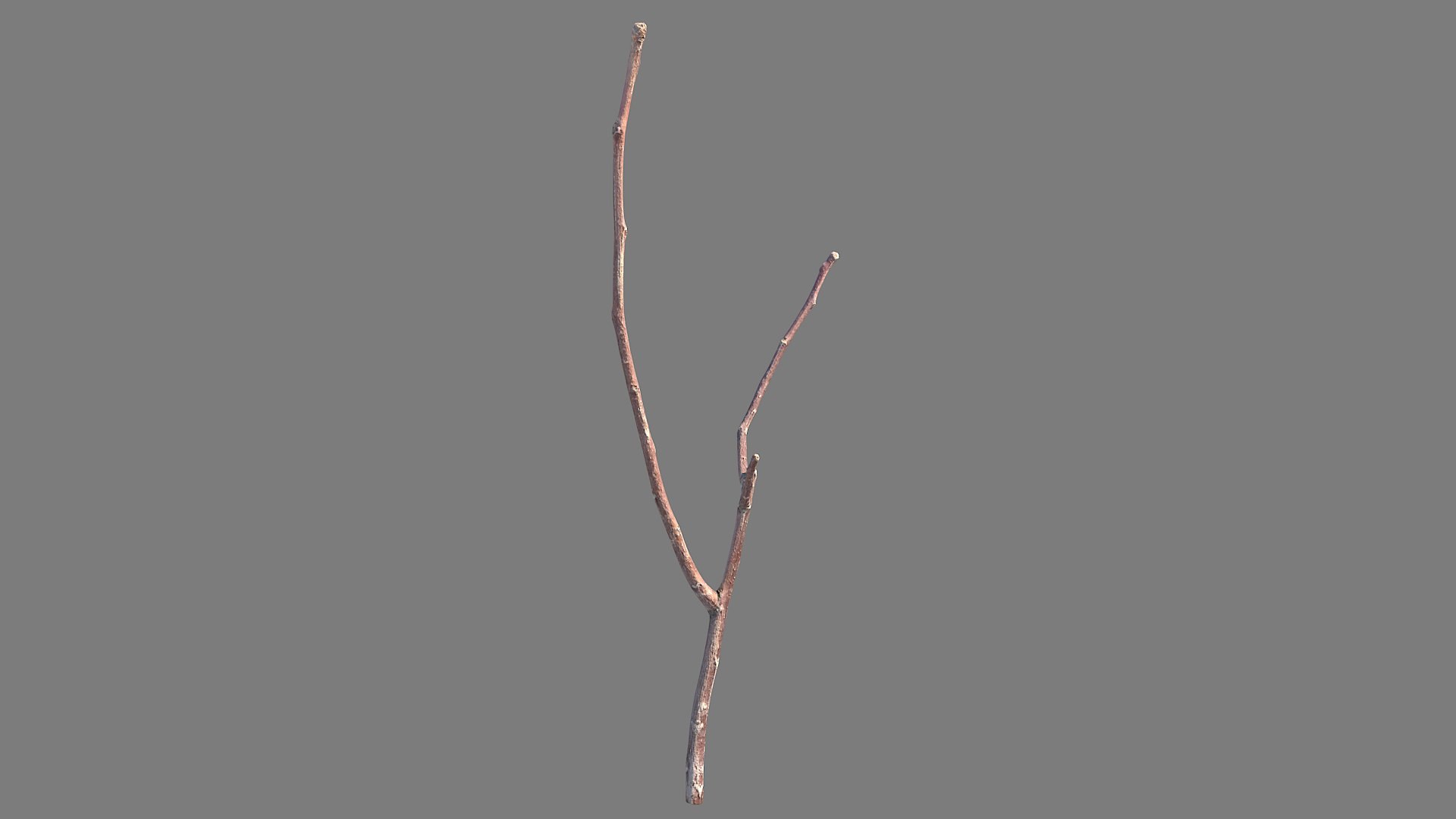 Twig Scanned 22 3D Model - TurboSquid 2088535