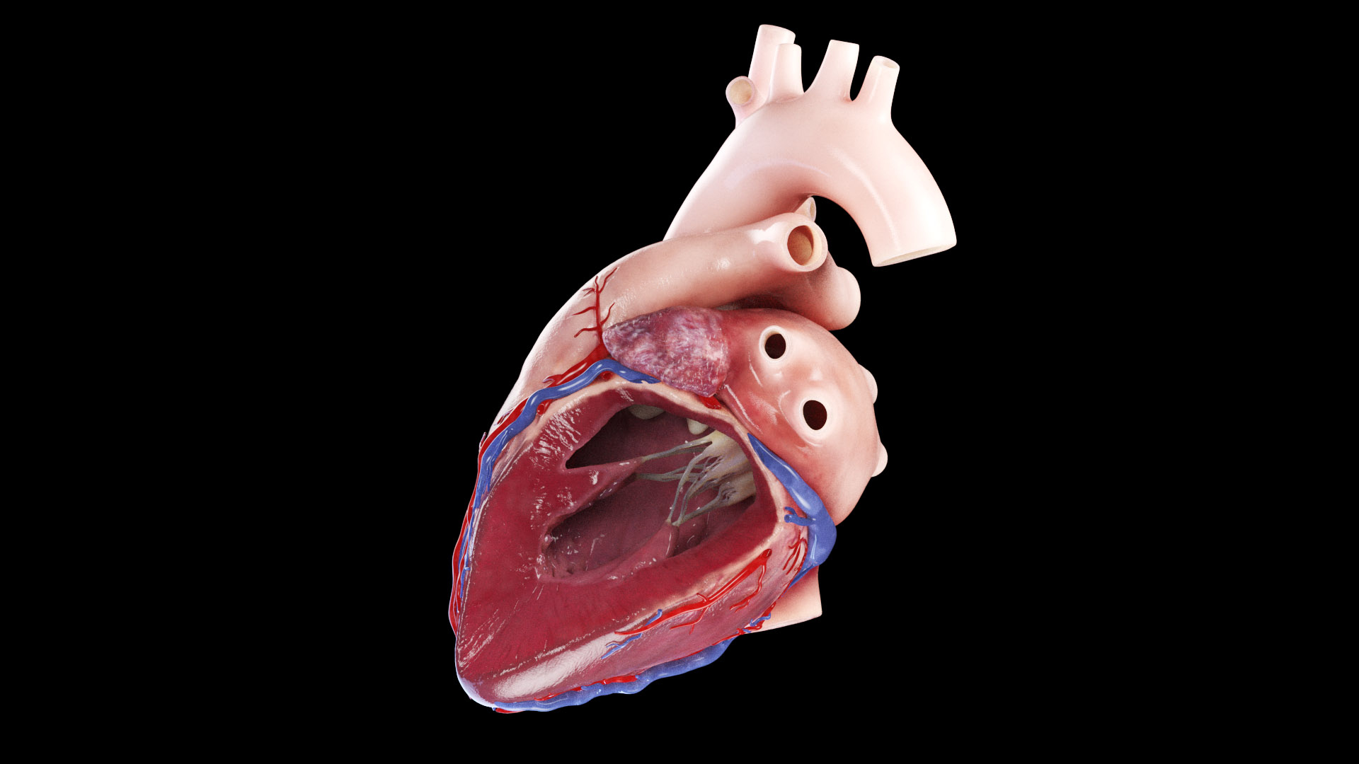 Heart Cross-Section Lateral Animated 3D - TurboSquid 2057165