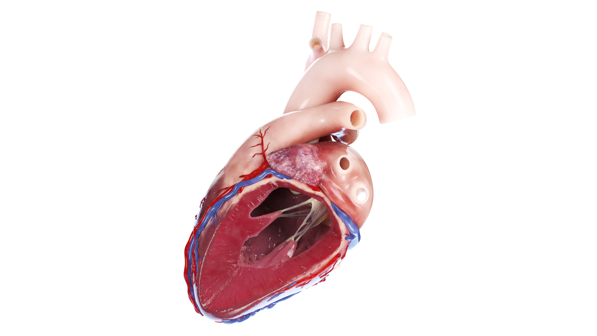 Heart Cross-Section Lateral Animated 3D - TurboSquid 2057165
