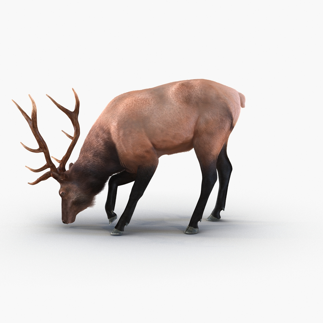 3d Elk Eating Pose Fur Model