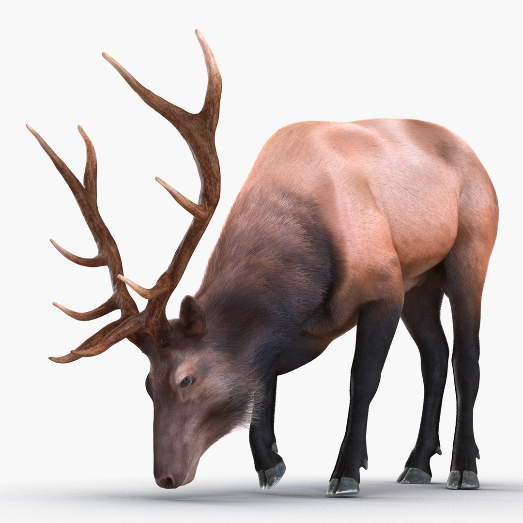 3d Elk Eating Pose Fur Model