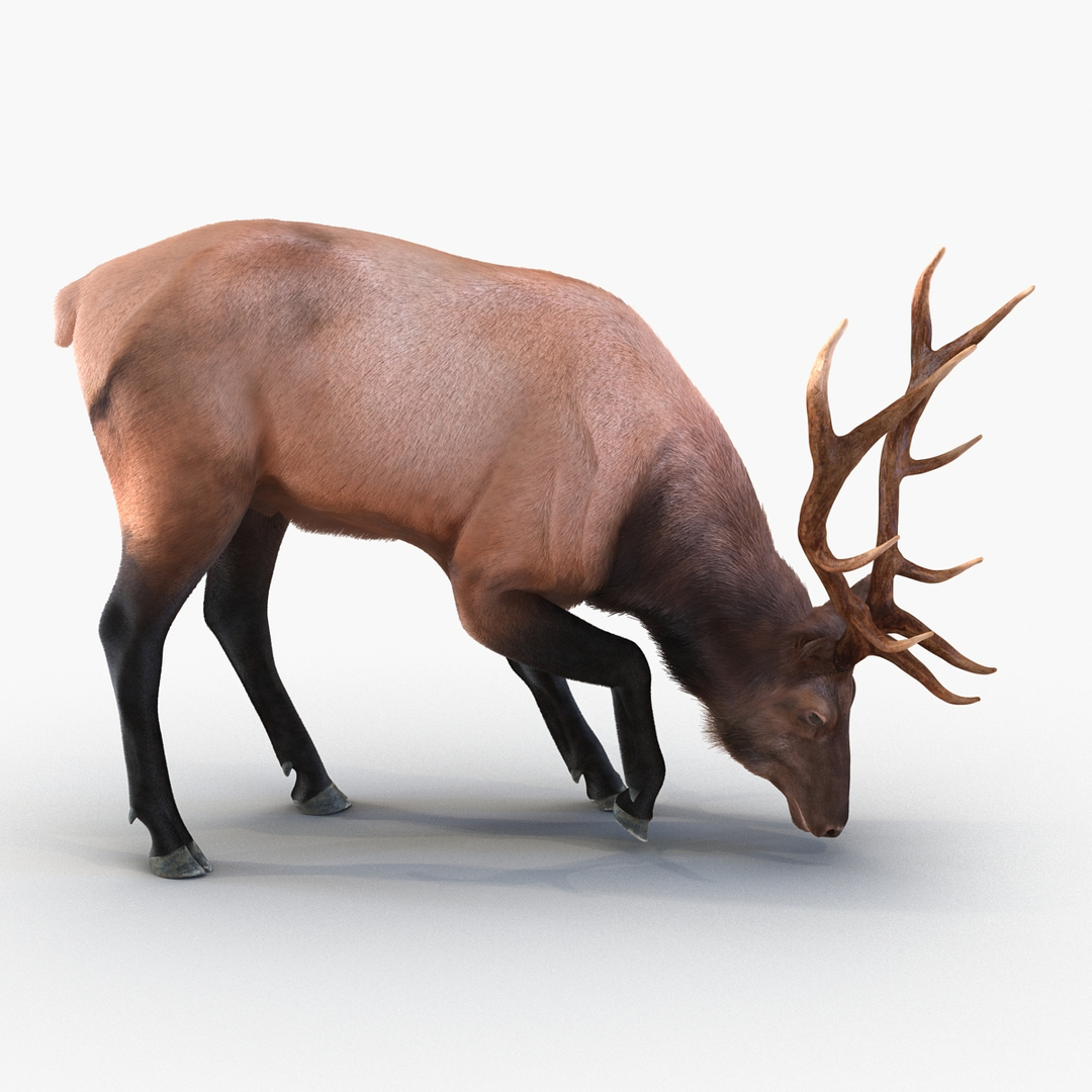 3d elk eating pose fur model