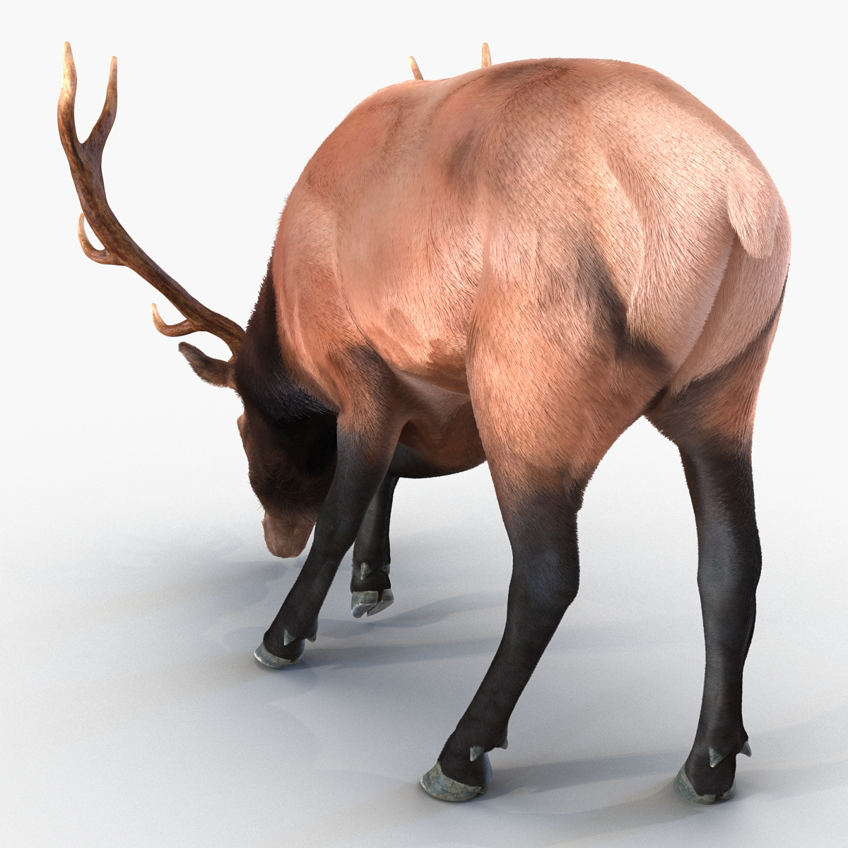 3d elk eating pose fur model