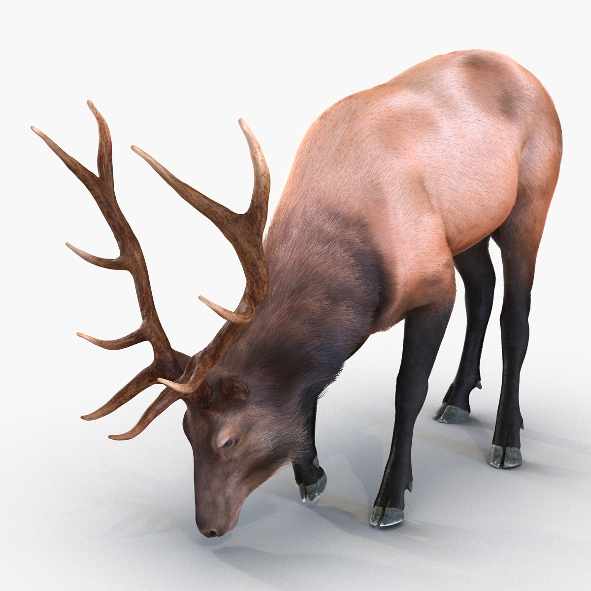 3d elk eating pose fur model