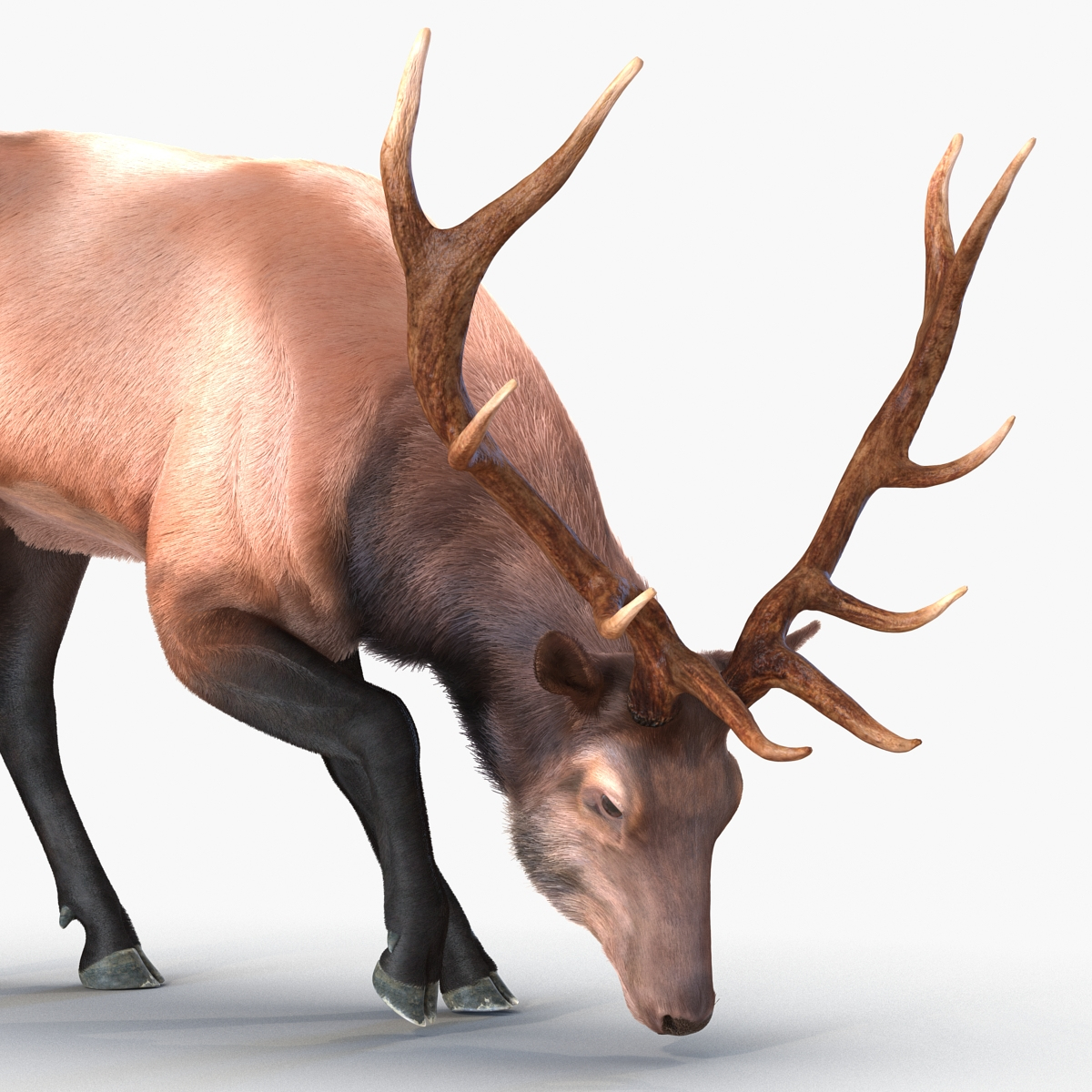 3d elk eating pose fur model