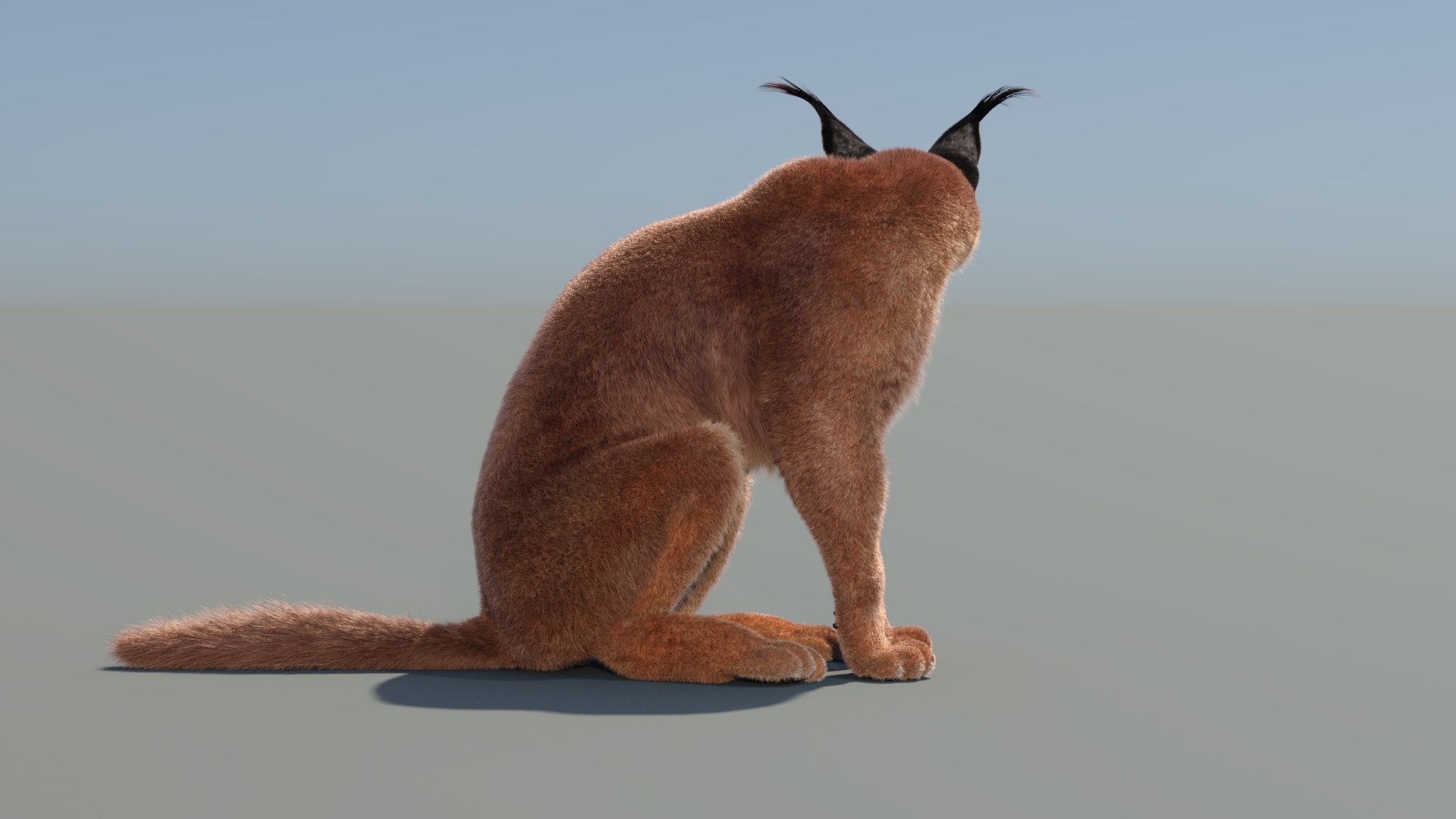 3D Animated Caracal Fur Model - TurboSquid 2329998